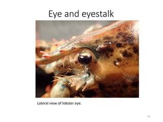 Lobster Atlas | PDF