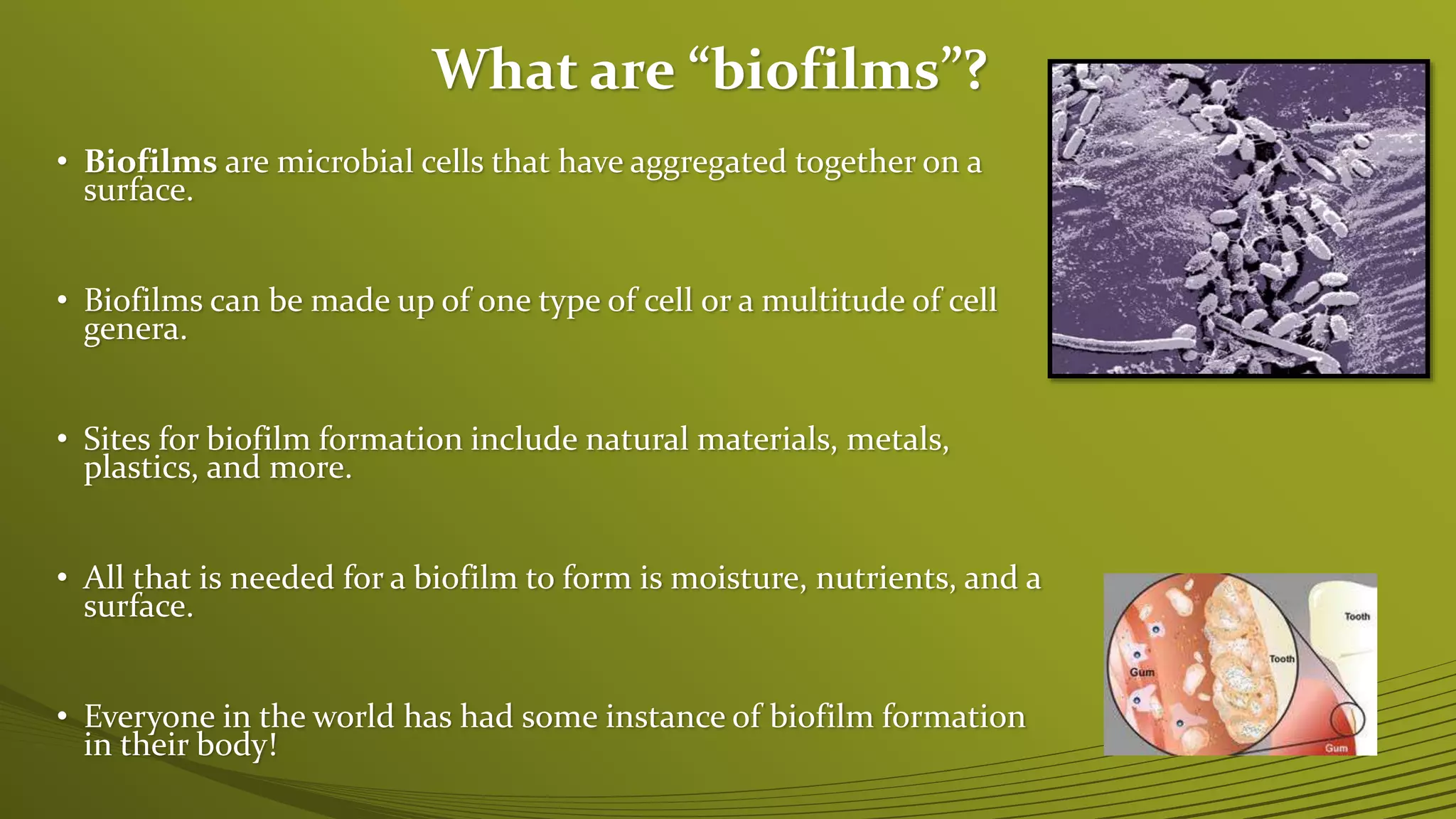Biofilm Formation and Food Safety | PPTX