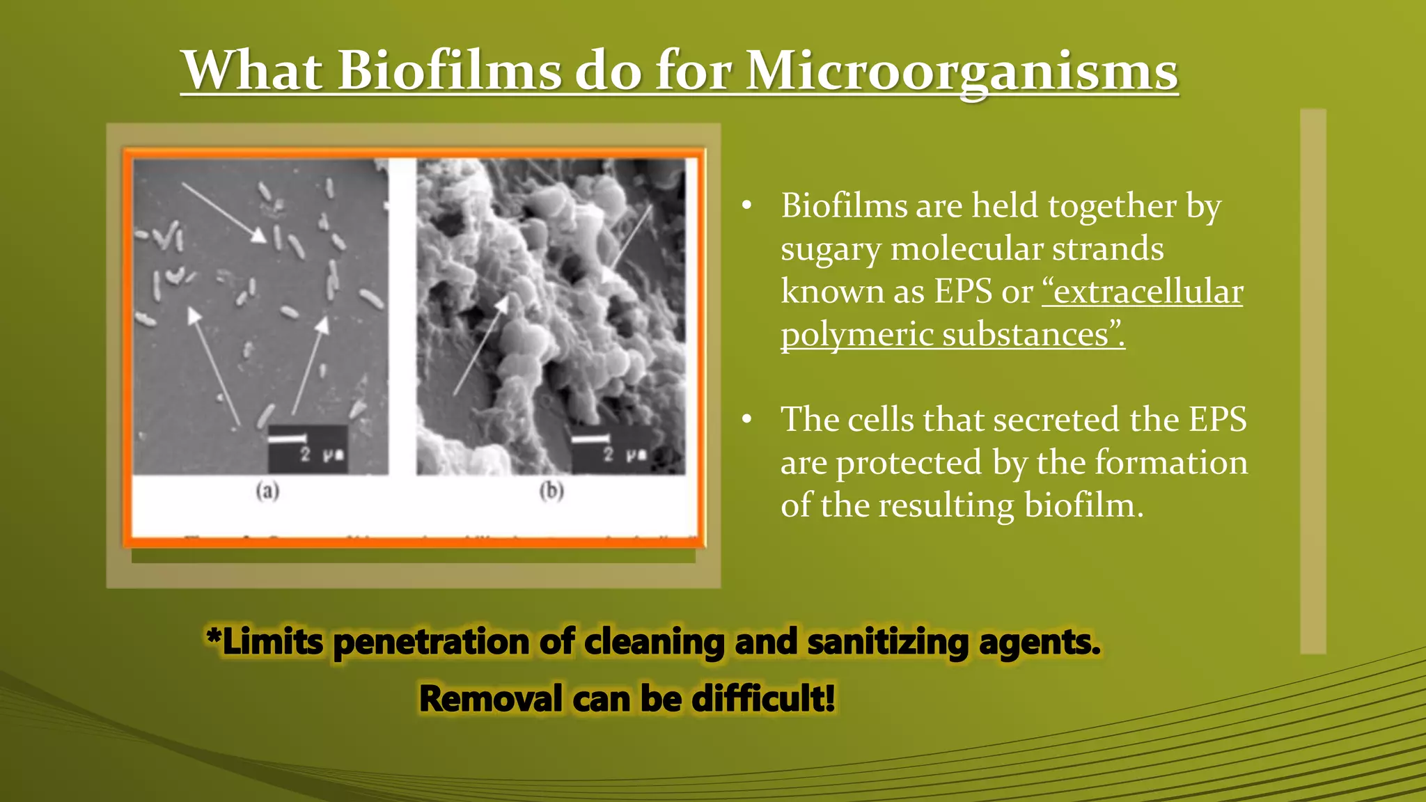 Biofilm Formation and Food Safety | PPTX