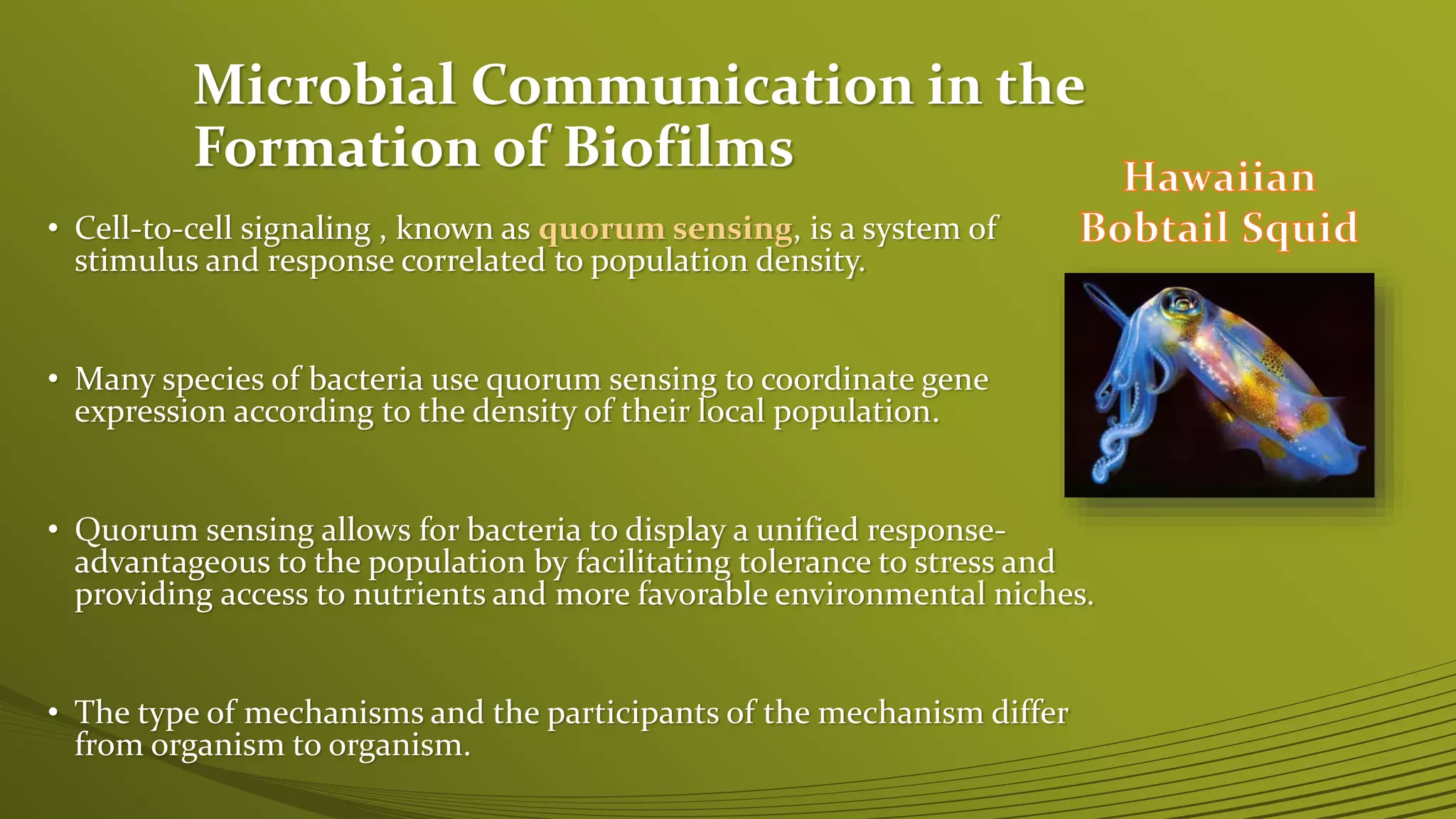 Biofilm Formation and Food Safety | PPTX