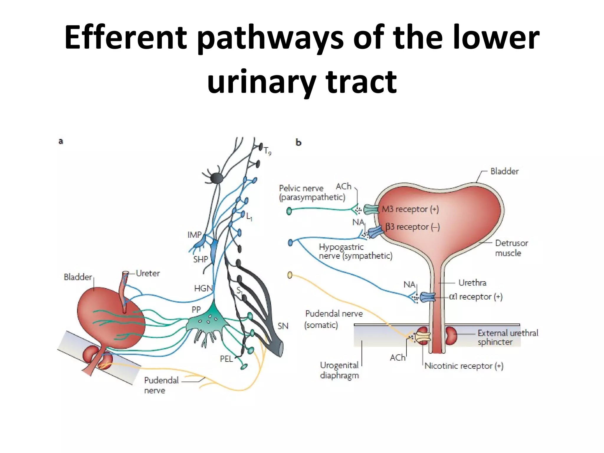 Neurogenic Bladder | PPT
