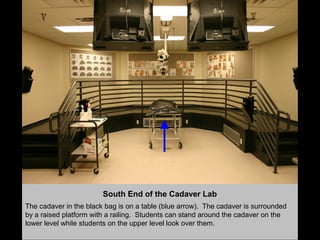 Phoenix College Cadaver Lab and Anatomy & Physiology Lab | PPT