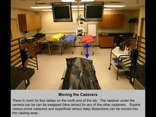 Phoenix College Cadaver Lab and Anatomy & Physiology Lab | PPT