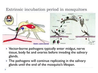 Genetically modified mosquitoes | PDF