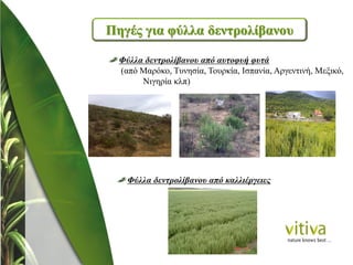 ΚΑΛΛΙΕΡΓΩΝΤΑΣ ΔΕΝΤΡΟΛΙΒΑΝΟ ΓΙΑ ΤΗ VITIVA | PDF