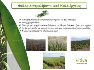 ΚΑΛΛΙΕΡΓΩΝΤΑΣ ΔΕΝΤΡΟΛΙΒΑΝΟ ΓΙΑ ΤΗ VITIVA | PDF