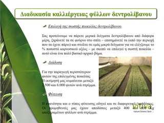 ΚΑΛΛΙΕΡΓΩΝΤΑΣ ΔΕΝΤΡΟΛΙΒΑΝΟ ΓΙΑ ΤΗ VITIVA | PDF