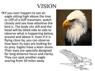 EAGLE.pptx | Birdwatching | Hobbies & Interests