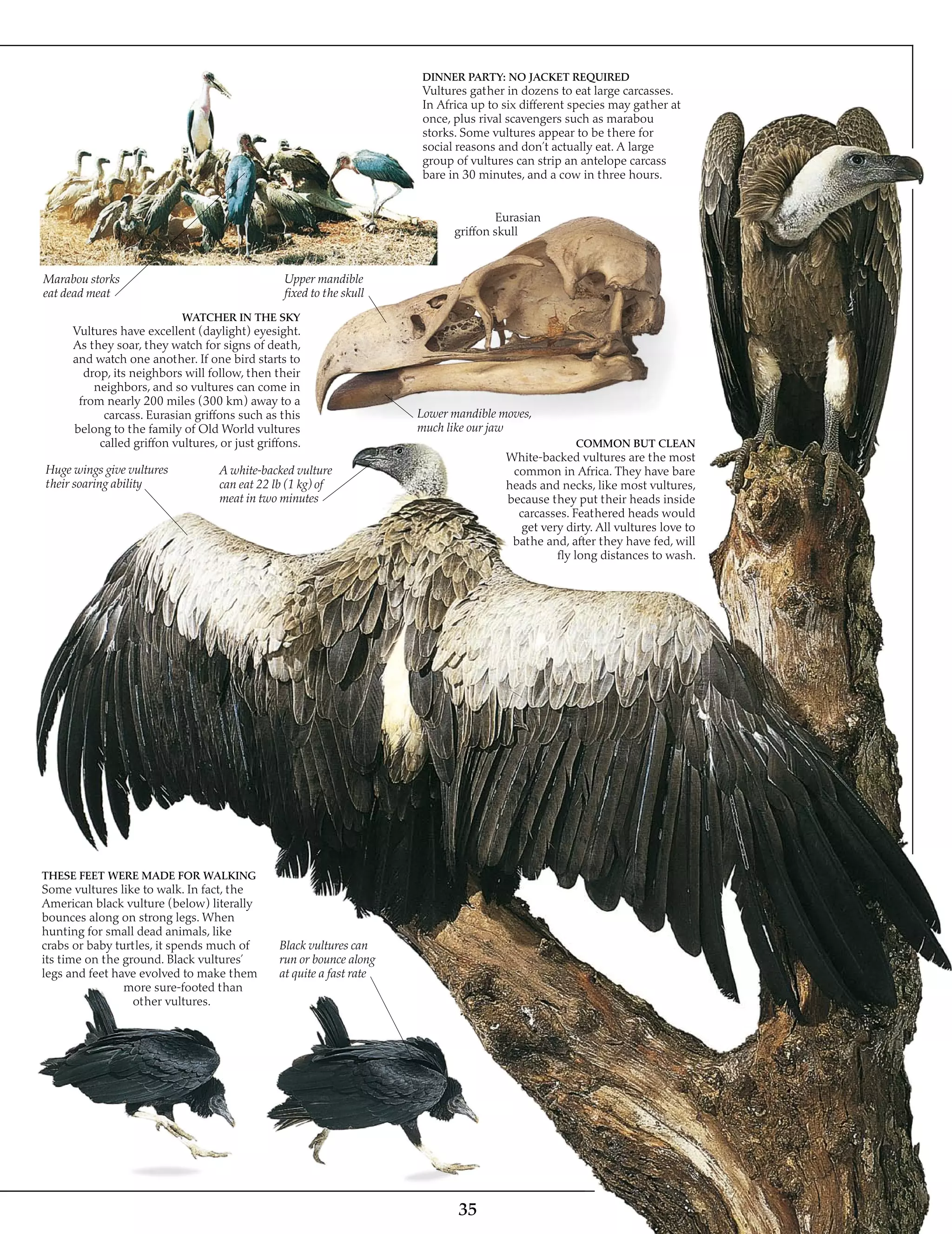 Eagle & birds of prey | PDF