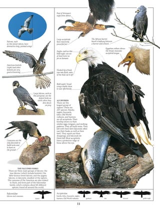 Eagle & birds of prey | PDF