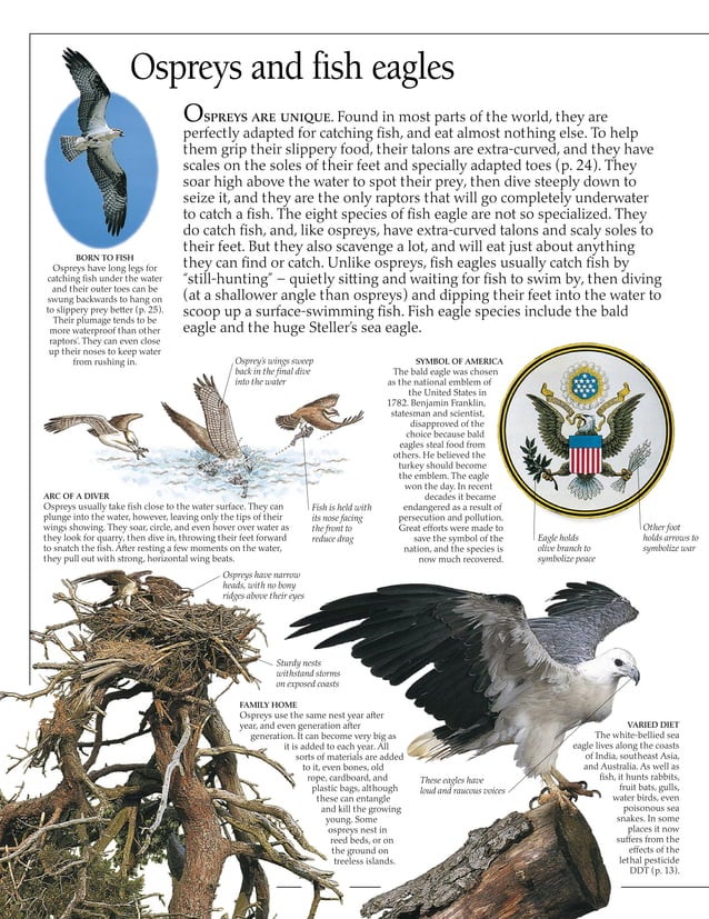 Eagle & birds of prey | PDF