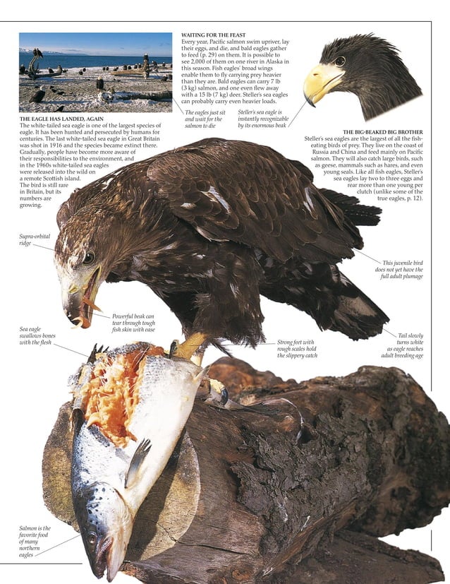 Eagle & birds of prey | PDF