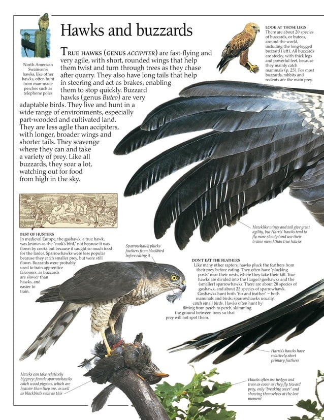 Eagle & birds of prey | PDF