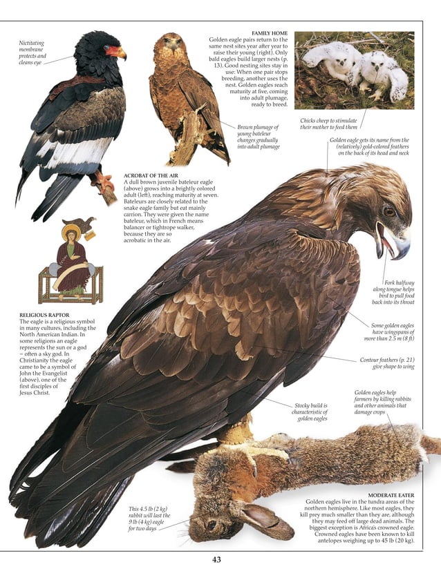Eagle & birds of prey | PDF