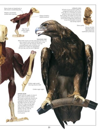 Eagle Muscle Anatomy