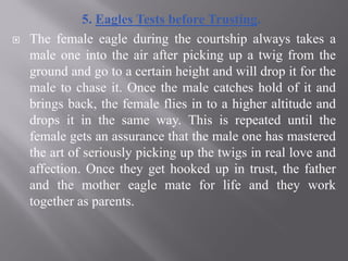 Eagle | PDF