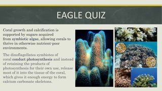 EAGLE QUIZ PPT.pptx | Weather | Science