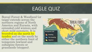 EAGLE QUIZ PPT.pptx | Weather | Science