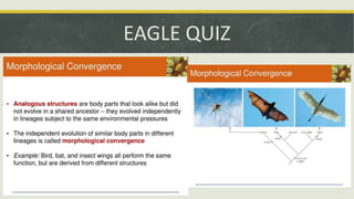 EAGLE QUIZ PPT.pptx | Weather | Science