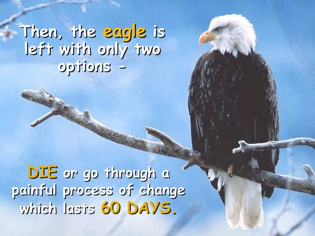 Eagle rebirth | PPT | Air Travel | Travel Type