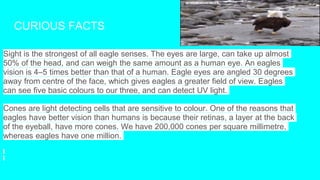 EAGLES.pptx