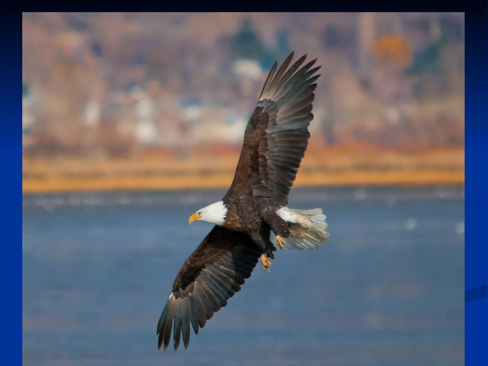 Eagle scout court of honor powerpoint | PPT