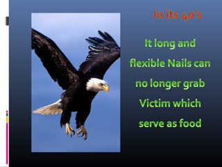 Eagles life story | PPT