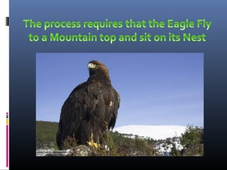 Eagles life story | PPT