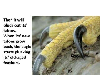 LESSONS TO BE LEARNT FROM AN EAGLE | PPTX