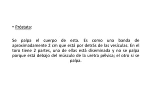EXAMEN ANDROLOGICO O CAPACIDAD REPRODUCTIVA EN EQUINOS.pptx
