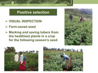 Visual inspection to manage bacterial wilt in Sub-Saharan Africa ...
