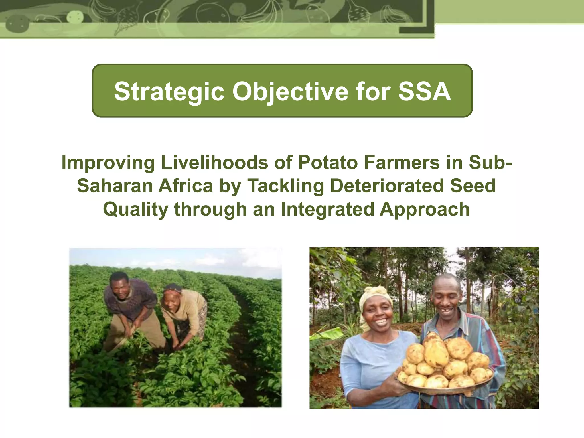 CIP’s Potato Strategy for Africa: Improving Livelihoods of Potato ...