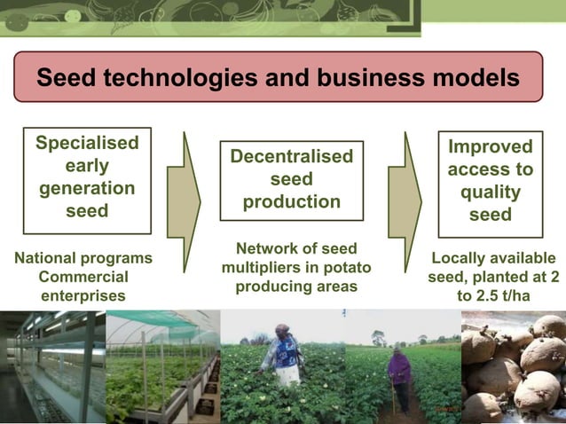 CIP’s Potato Strategy for Africa: Improving Livelihoods of Potato ...