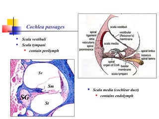 Histology: Secondary Sentiment Sense Organs - The Ear | PPT