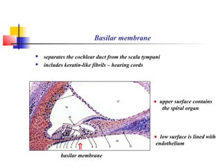 Basilar Membrane Histology