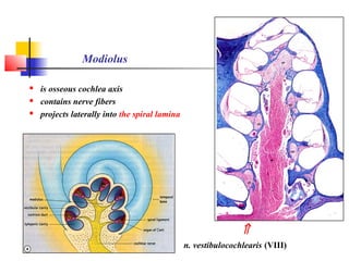 Helicotrema Histology