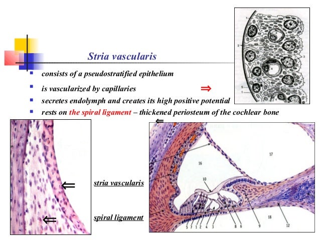 Histology: Secondary Sentiment Sense Organs - The Ear
