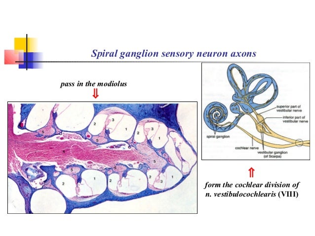 Histology: Secondary Sentiment Sense Organs - The Ear