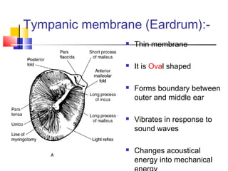 ppt of Sensory organ | PPT