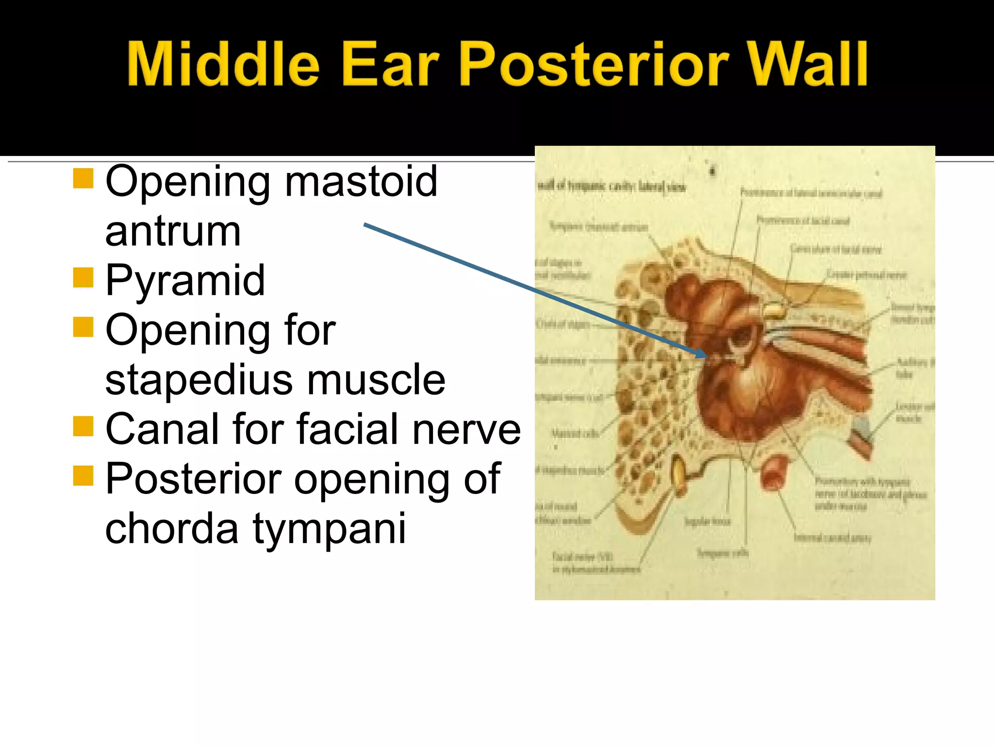 Ear | PPT