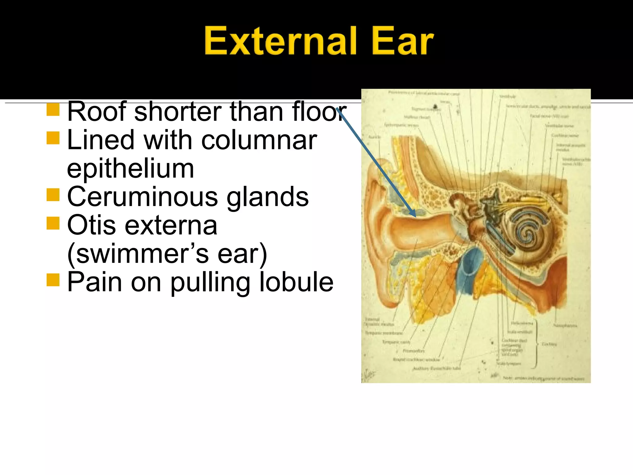 Ear | PPT