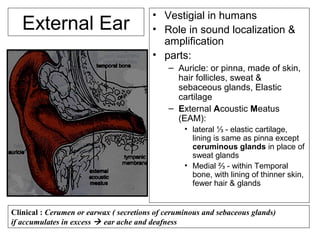 Ear | PPT