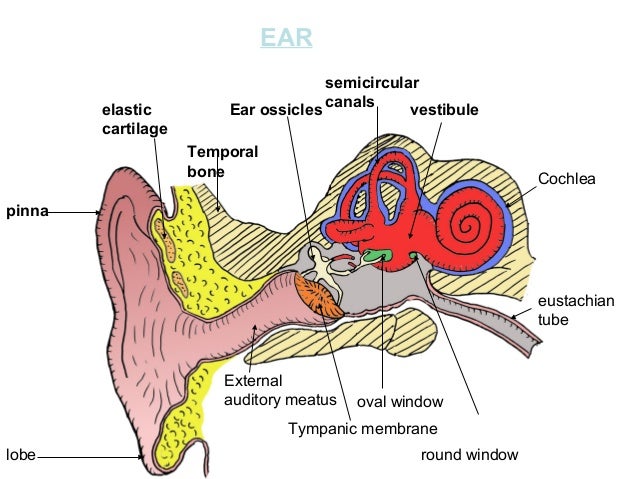 Ear