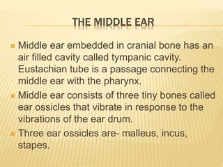 Ear | PPTX