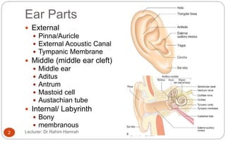 Ear | PPTX | Ear, Nose and Throat Conditions | Diseases and Conditions