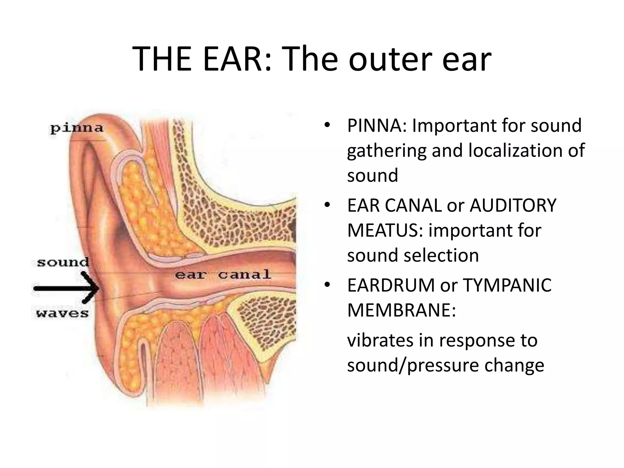 ear anatomy, structures, functions | PDF