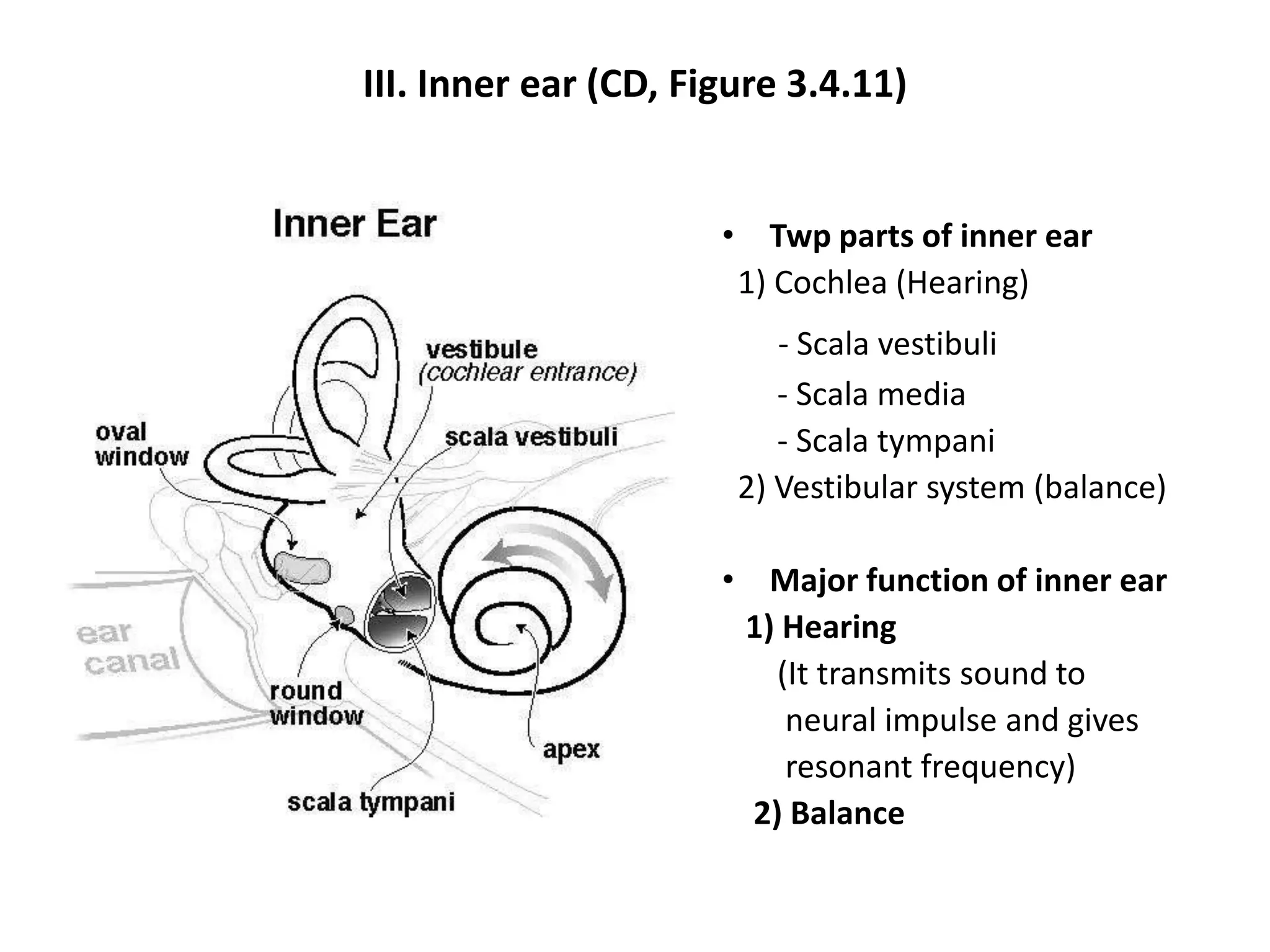 ear anatomy, structures, functions | PDF