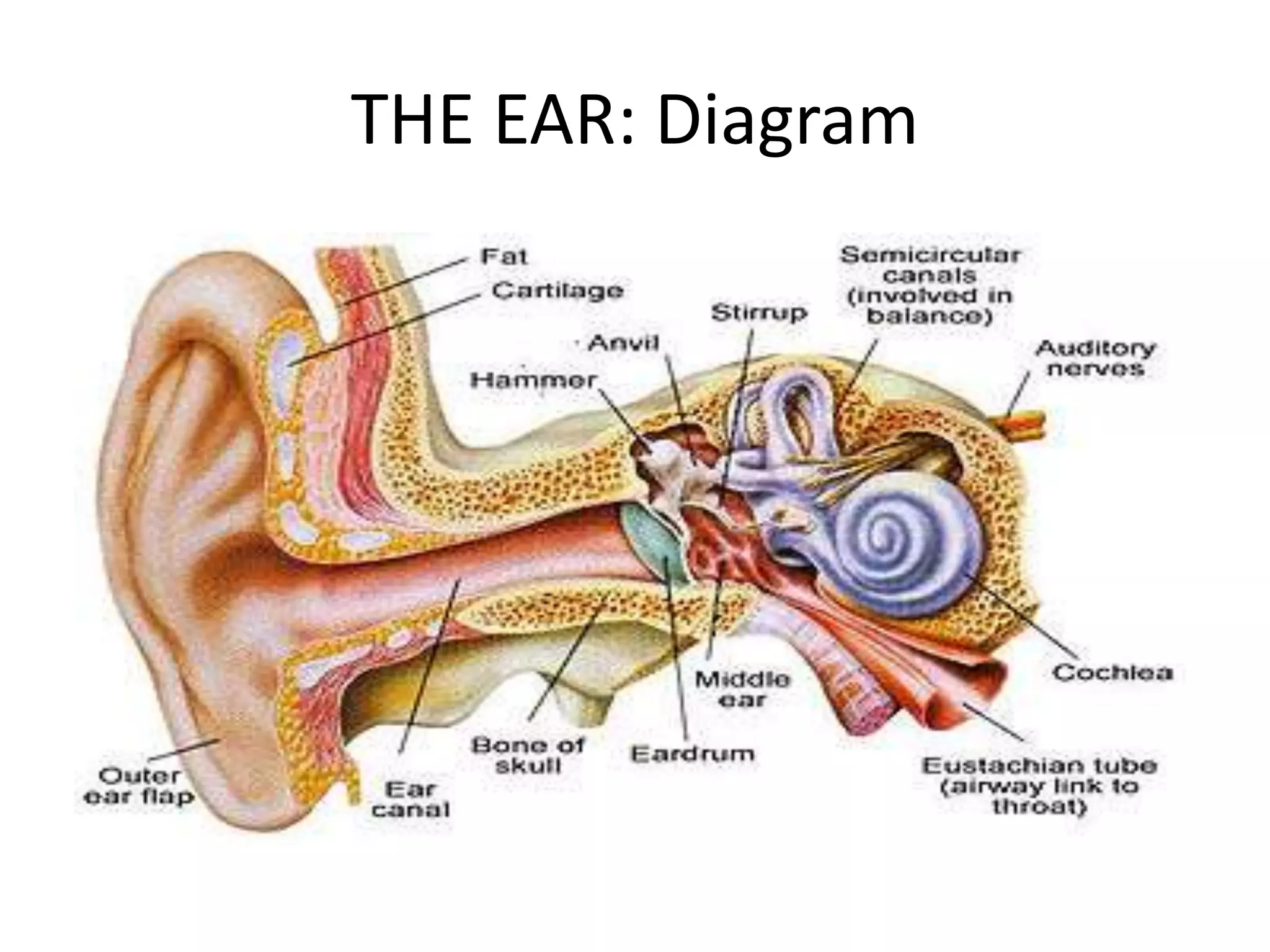 ear anatomy, structures, functions | PDF