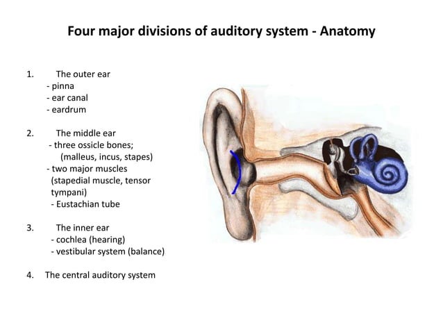 ear anatomy, structures, functions | PDF