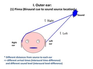 ear anatomy, structures, functions | PDF